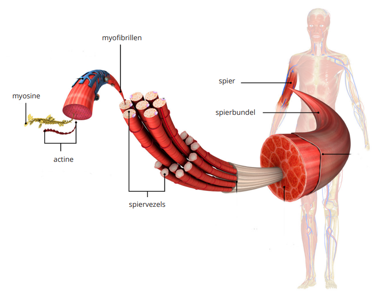 5. SPIEREN | FIT Premium